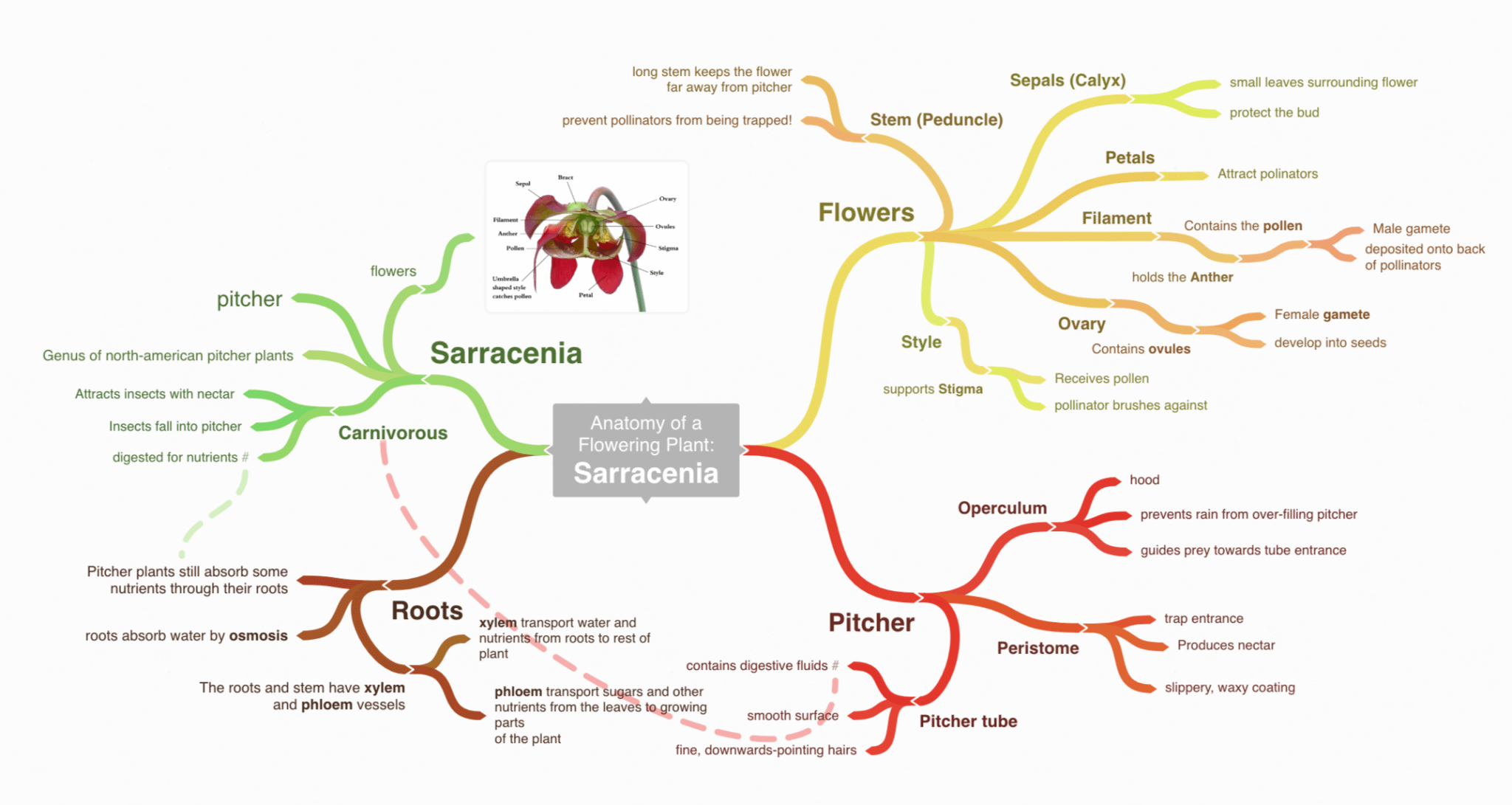 27 Best Mind Mapping Software | Best Mind Map Tools - Productivity Land